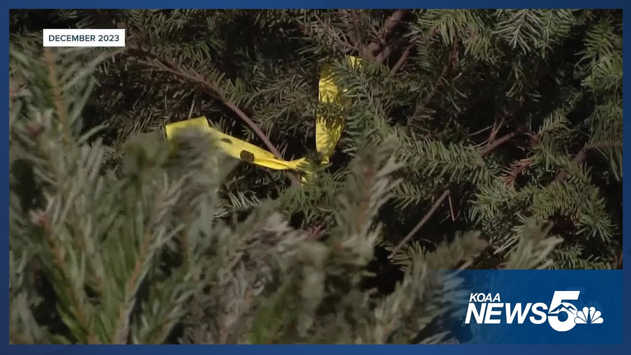 Here's how to recycle your tree after Christmas Day, and give back to ...