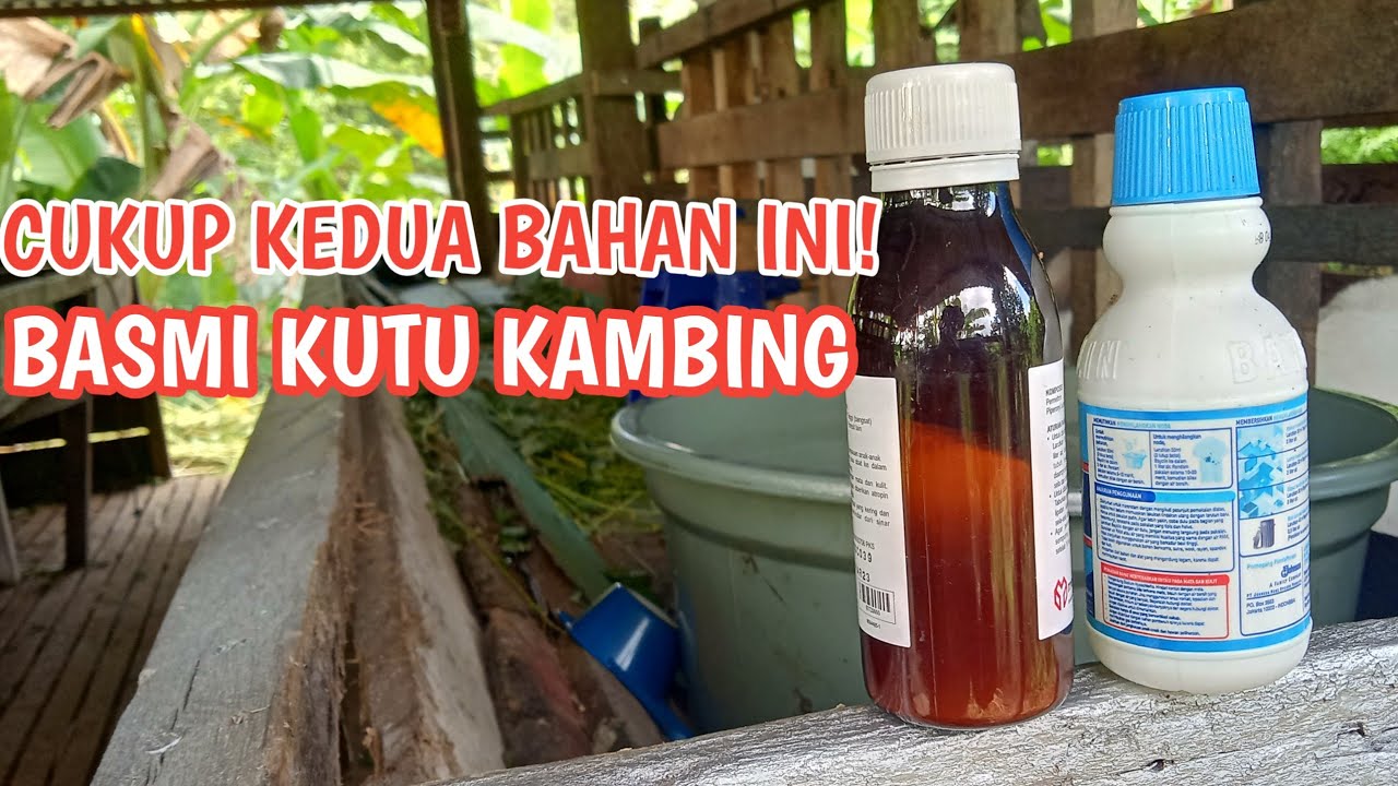 CARA MEMBASMI DAN MENGUSIR KUTU TERNAK KAMBING - YouTube