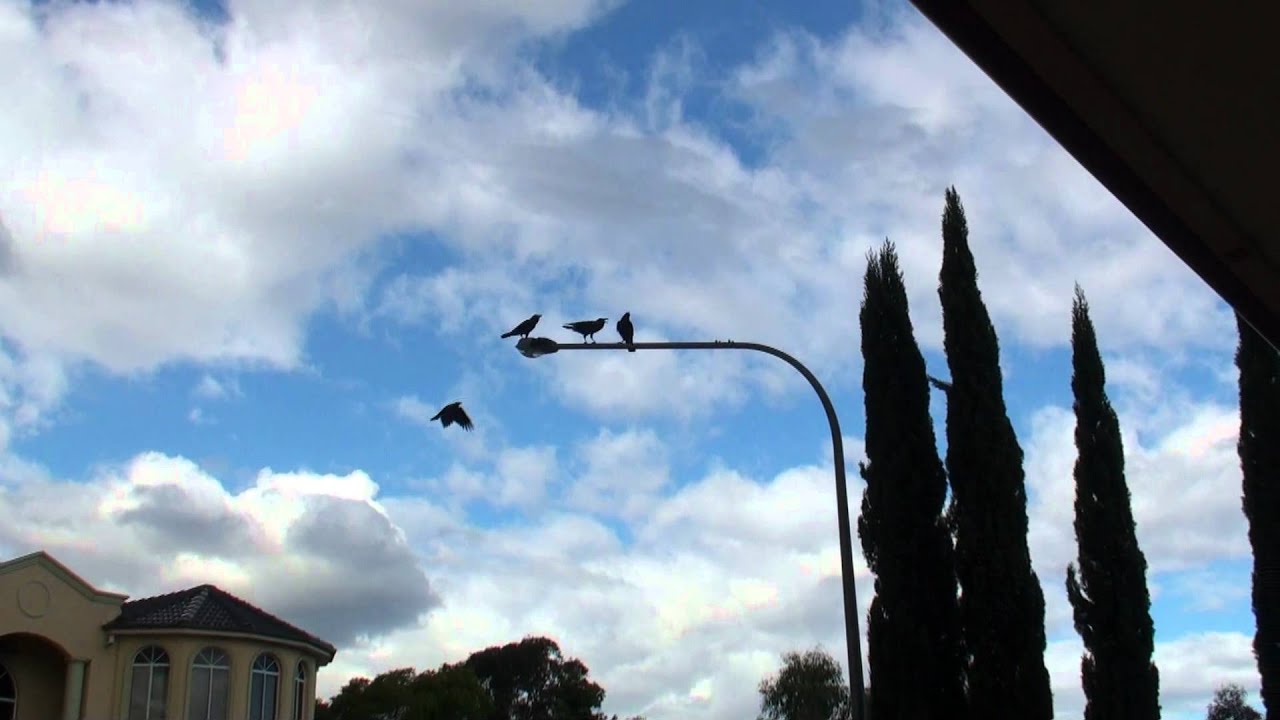 Australian ravens mourning member's death (amazing footage) - YouTube