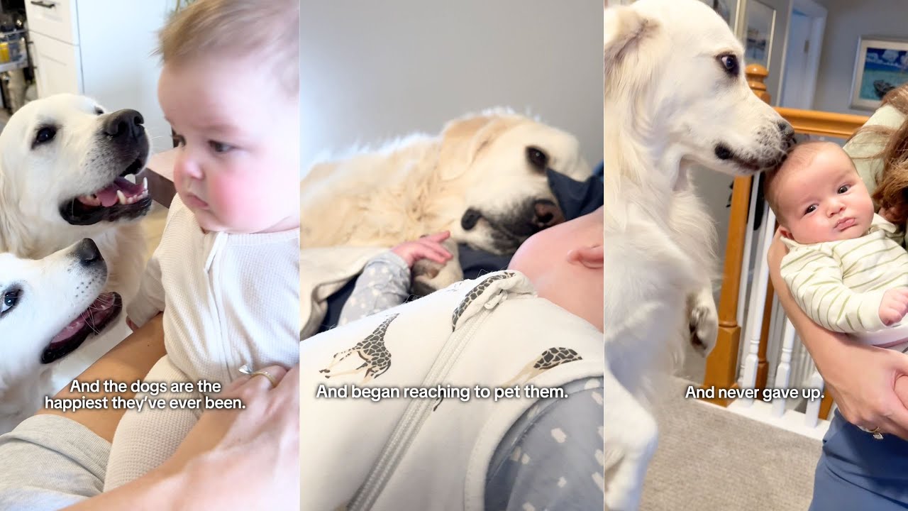 Baby Grows Special Bond with Dogs - YouTube