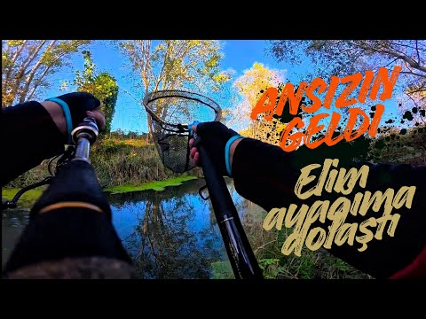 Çatalca Turna-Perch LRF ile  Balık Avı | Devler'le Hesaplaşma | Daiwa Gekkabijin Beam Fish 1.8İnch 🐟