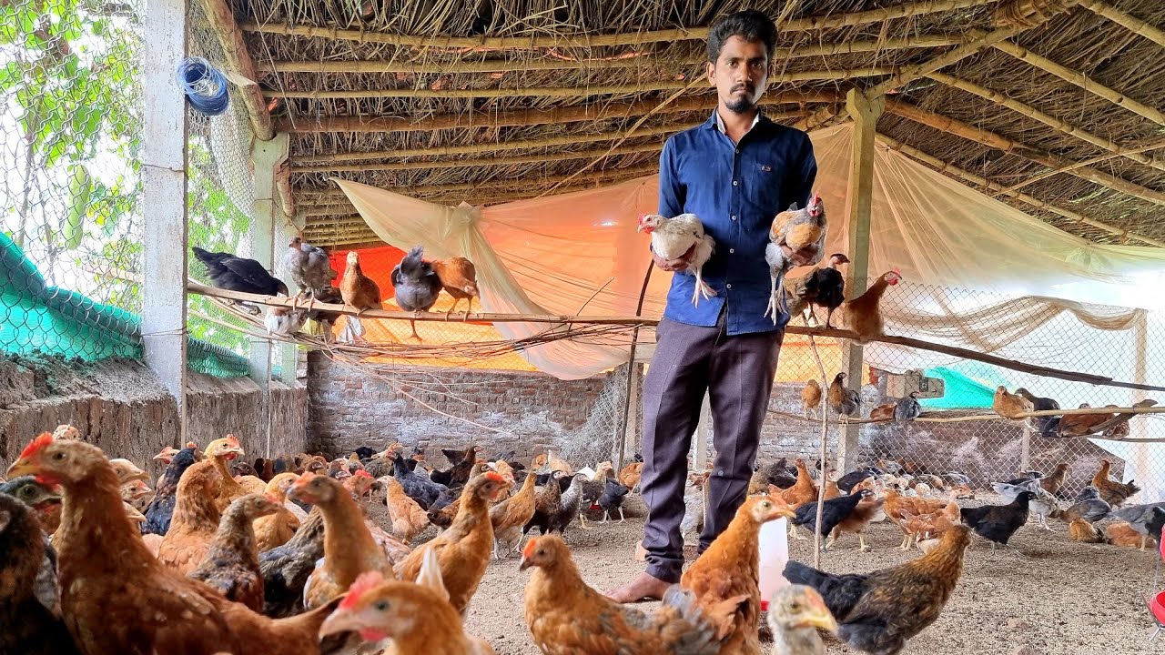 1000 Desi Poultry Farming & New Shed by Rakesh - YouTube