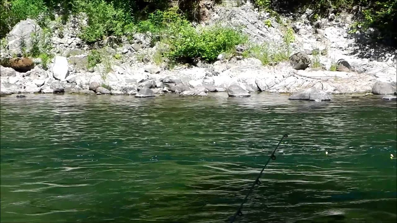 Springer Fishing - YouTube
