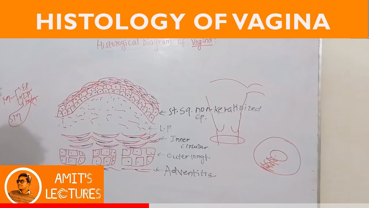Histological Diagram of Vagina | Histology | UHS - YouTube