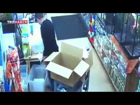 Pet shoptan Piton yılanı çalıyor | İzle