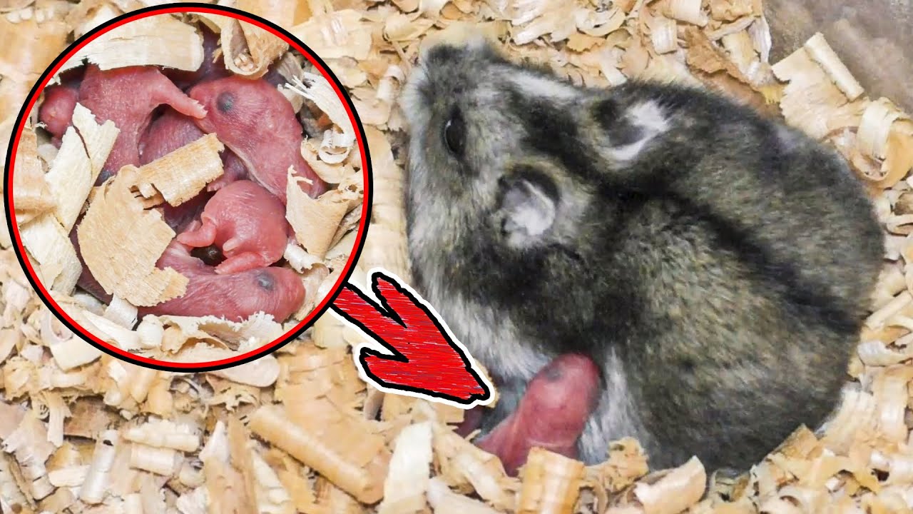 Newborn baby dwarf hamsters - YouTube