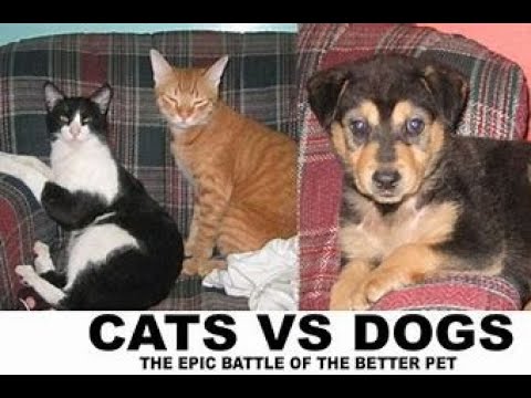 Ending the debate on cats vs dogs in worldbox - YouTube