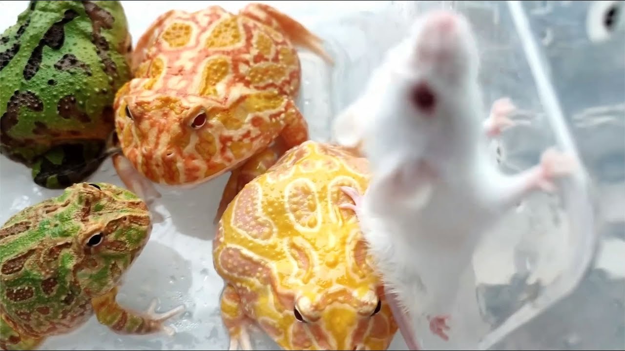 who can eat mice Four Pac Man frogs? pacman frog/ mouse/live feeding - YouTube