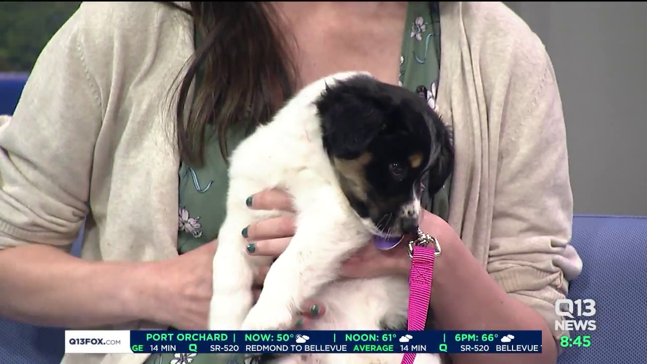 Seattle Humane Society pet of the week - YouTube