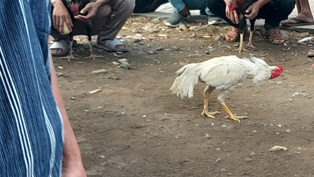 galo indio gigante em indonesian mercado !!! biggest indio gigante i ...