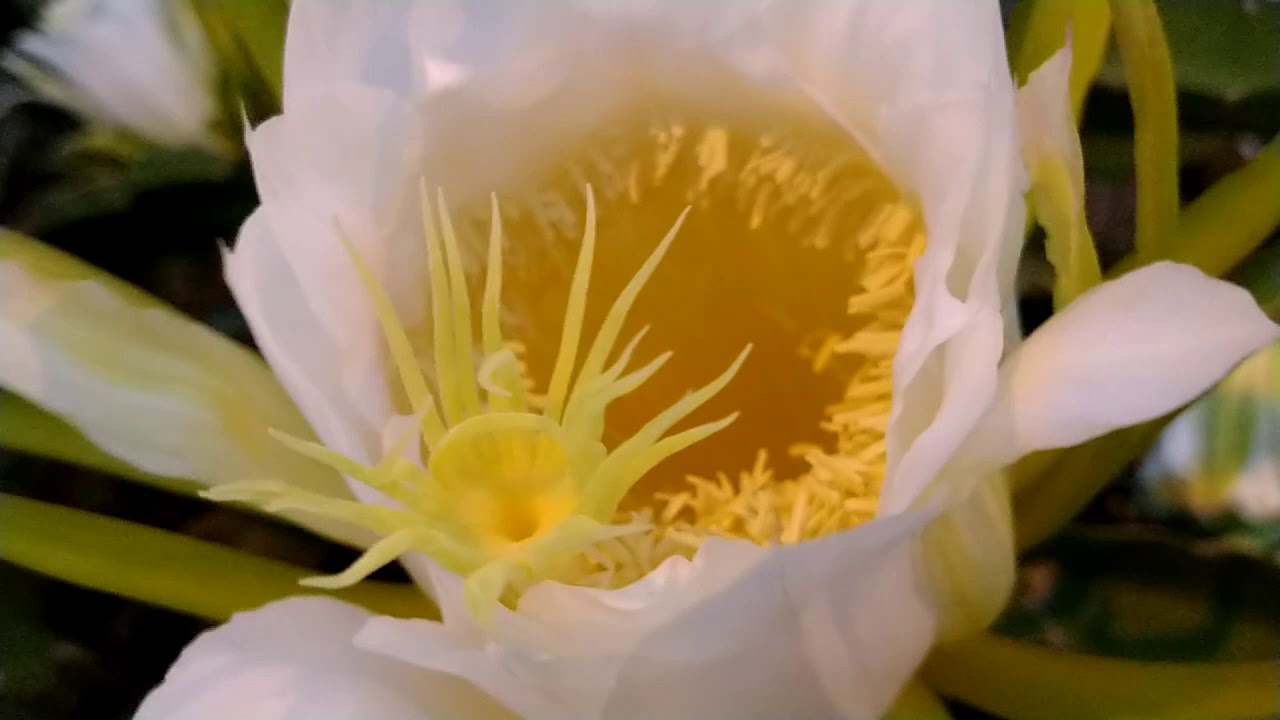 Como fazer a polinização manual das flores de pitaya - YouTube