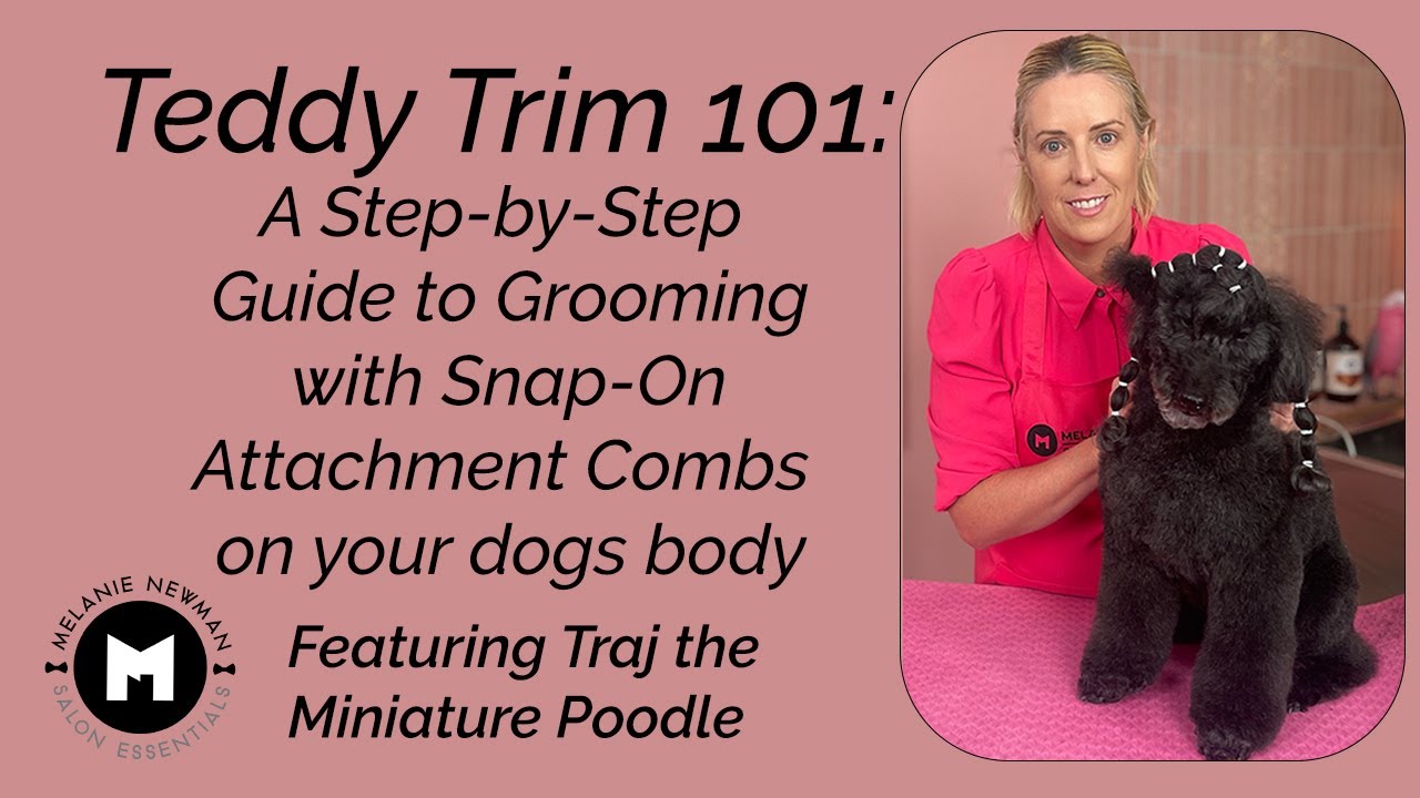 Teddy Trim 101: A Step-by-Step Guide to Grooming with Snap-On ...
