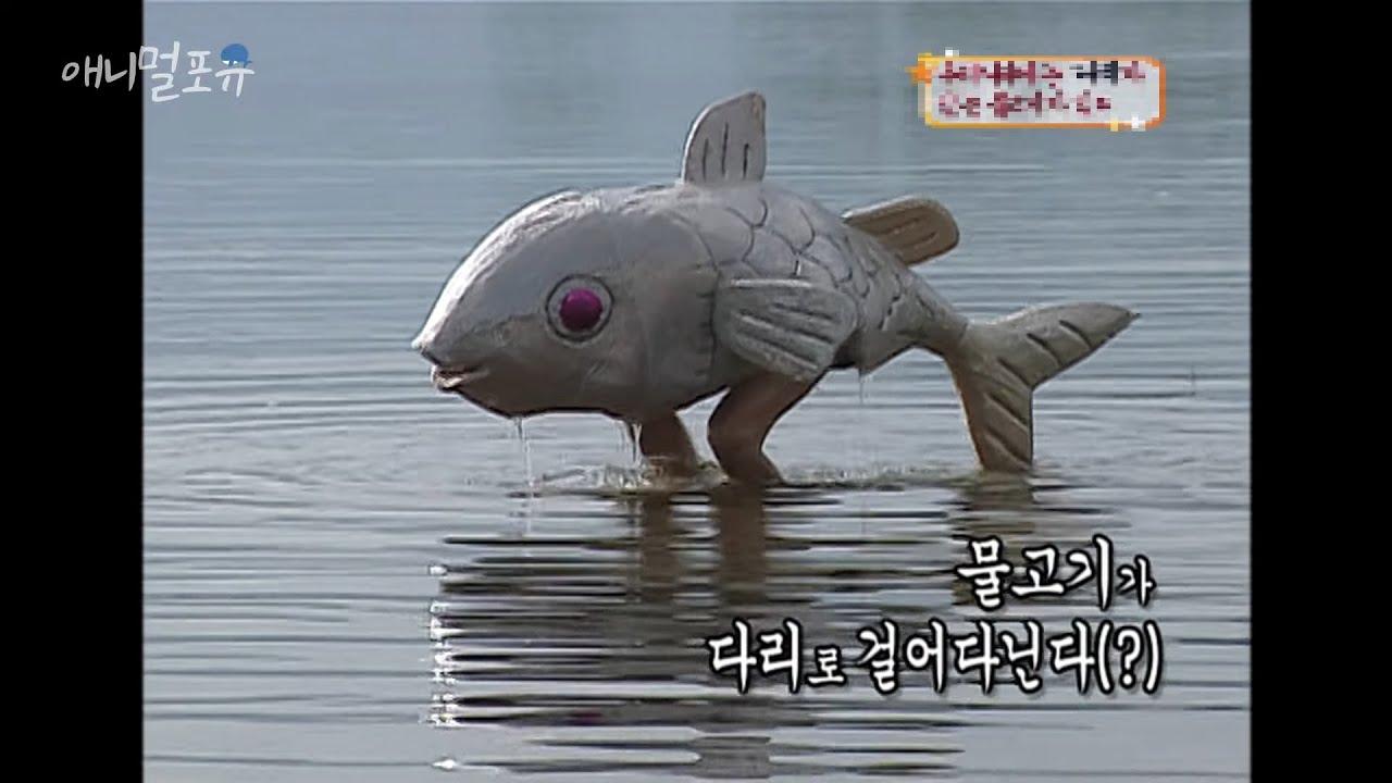 우리나라에는 【 】가 있는 물고기가 있다 애니멀 스펀지 Kbs 060819 방송 Youtube