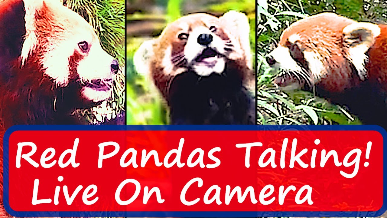 Red Panda Sounds Filmed Live w/3 Cute Red Panda (Red Panda Noise On ...