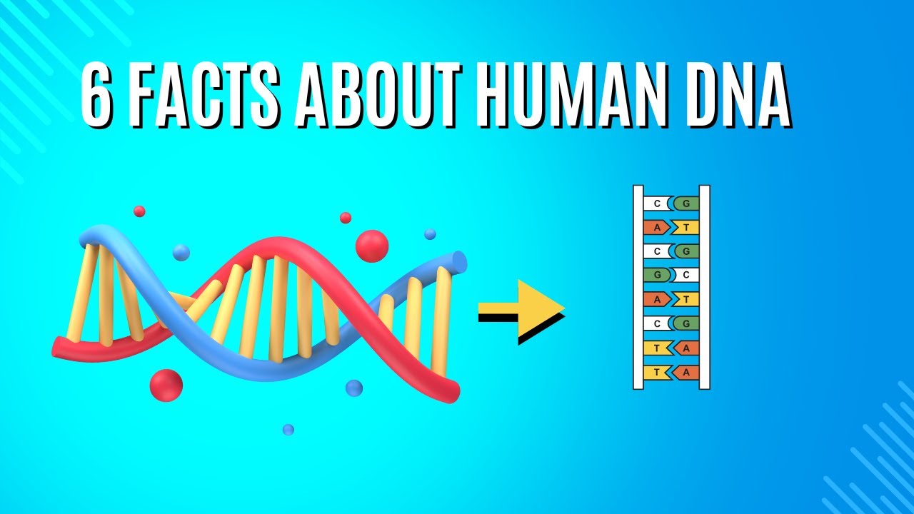 Discovering Human DNA: 6 Fascinating Facts You Need to Know! - YouTube