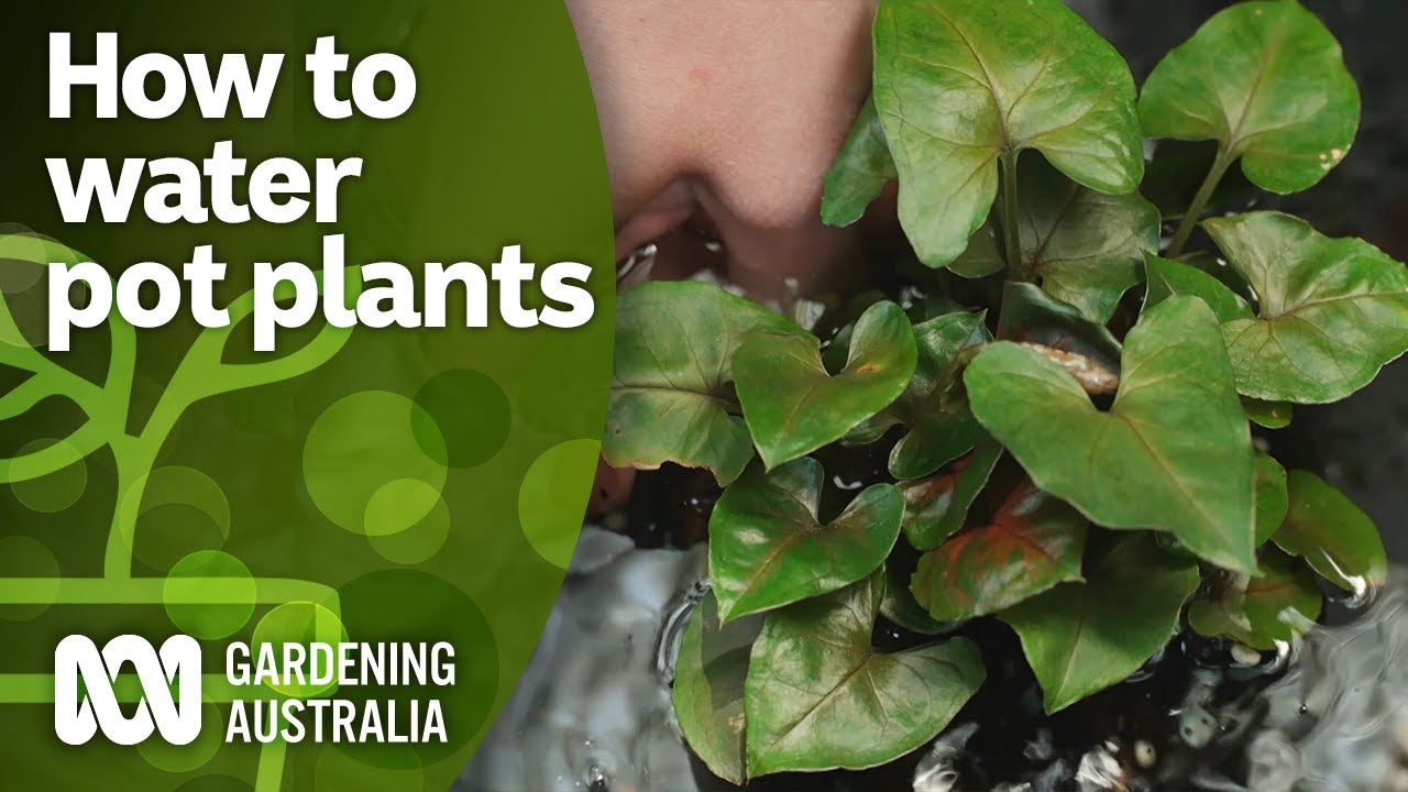 Tips for watering pot plants | Indoor Plants | Gardening Australia ...