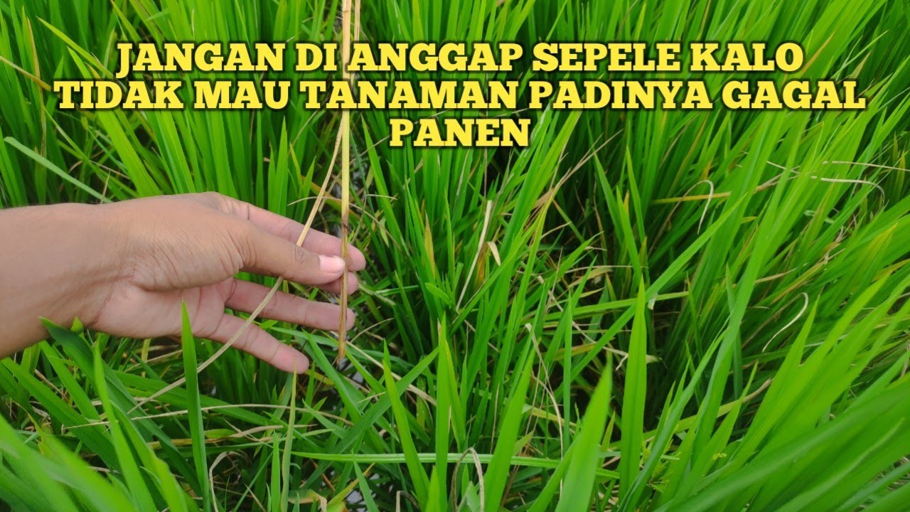 SEMUA PETANI GEMBIRA... Kalau tau cara mengatasi penyakit daun padi ...