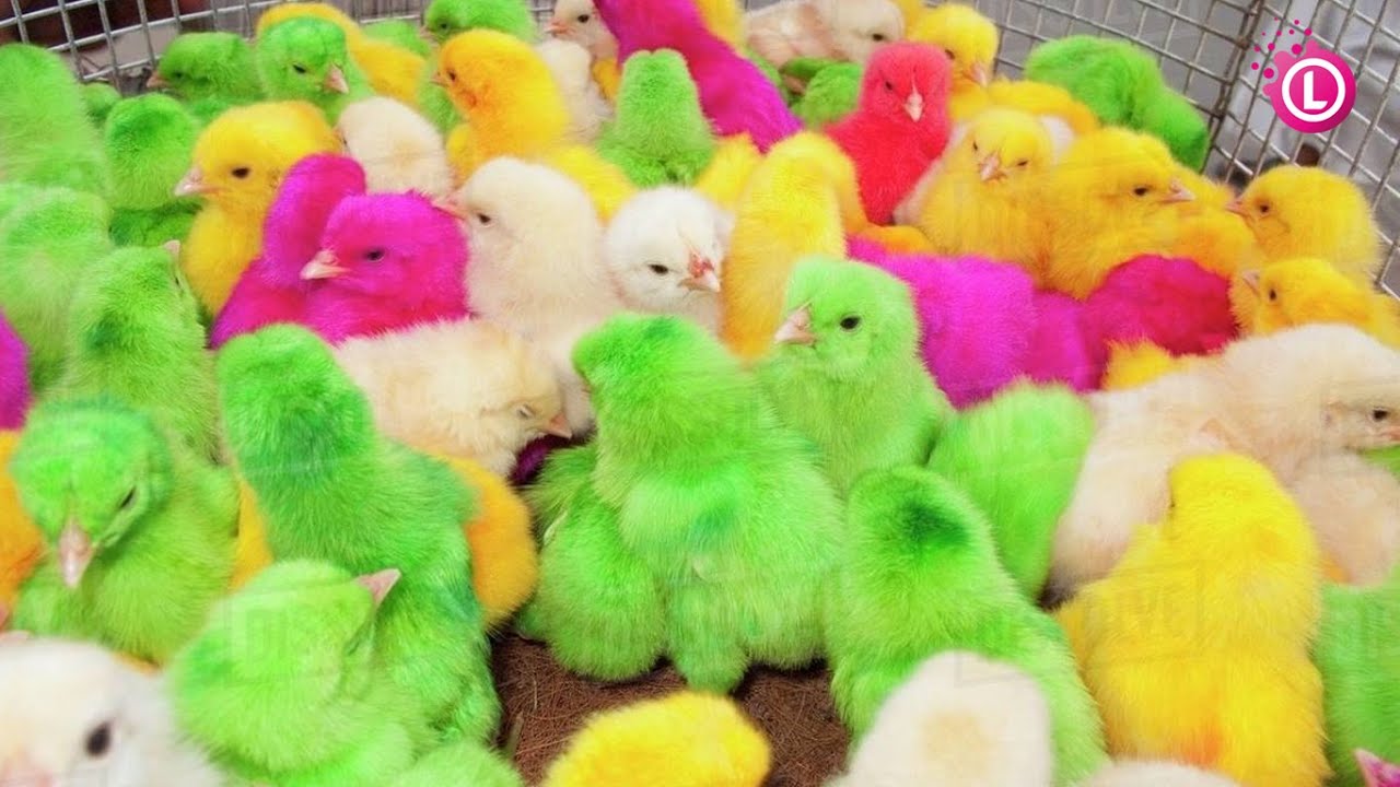 Many Coloured Chicken Baby, Coloured Chicks, Baby Chicken | Our ...