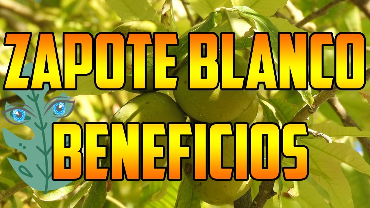 ZAPOTE BLANCO 🌿 Casimiroa edulis 🌿 Usos 🌿 #plants 🌿 #video #nature ...