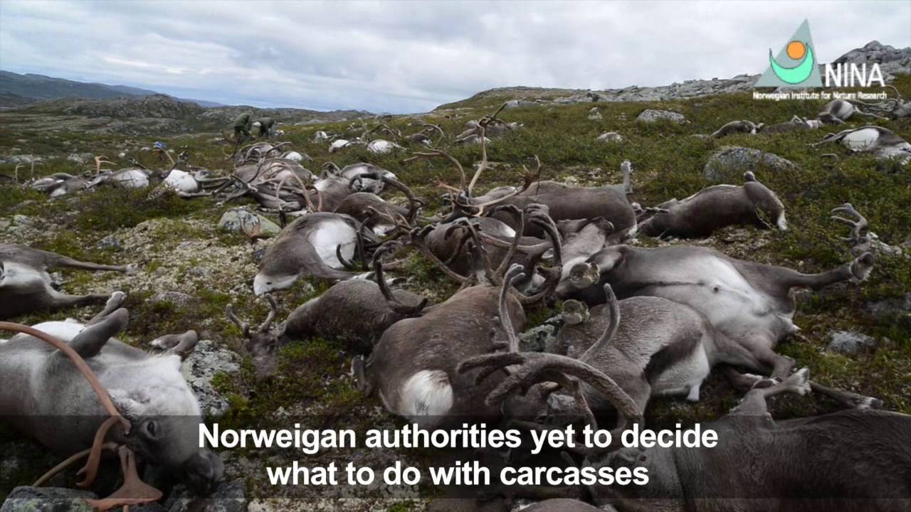 More than 300 reindeer killed by lightning in Norway - YouTube