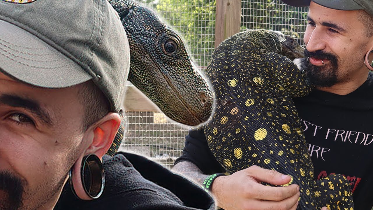 Crocodile Monitor Bite