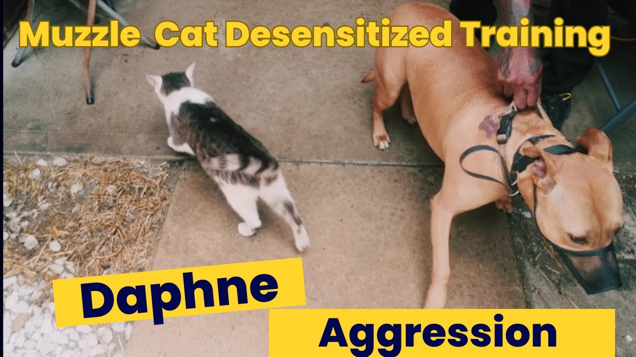 6 Steps To Dog / Cat Desensitization Training - YouTube