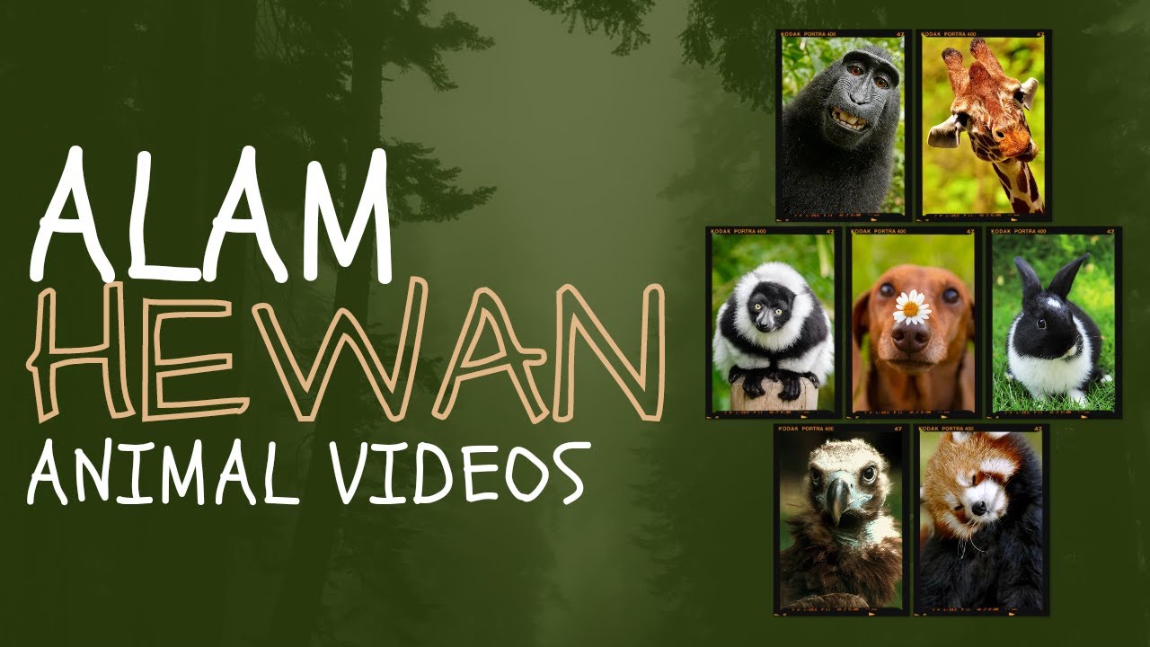 MELIHAT HEWAN DI ALAM LIAR YANG INDAH | ALAM HEWAN TV - YouTube
