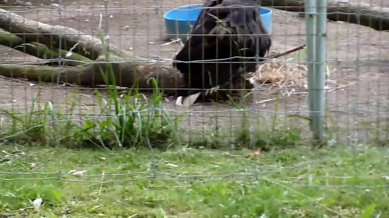 Animals at Safari Niagara in Summer 2010 - YouTube