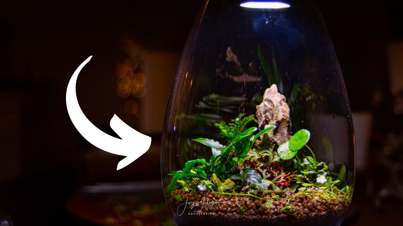 Beginner terrarium TUTORIAL - cinematic - YouTube