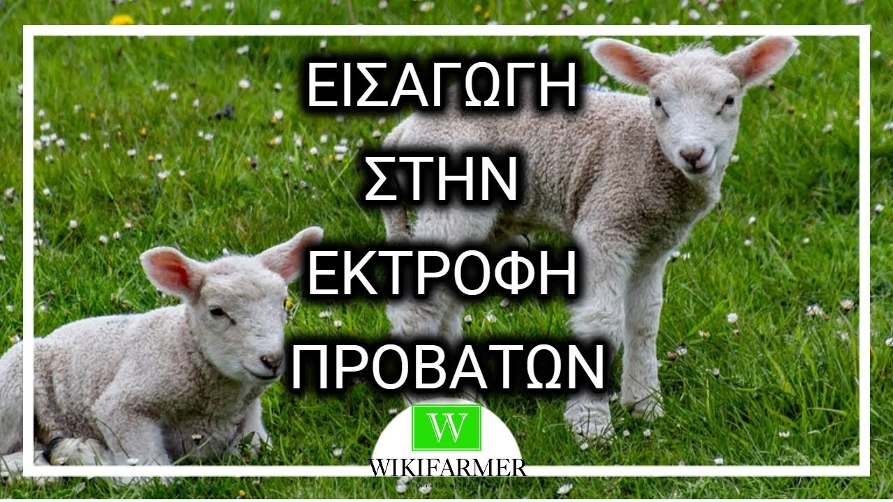 Πώς να μεγαλώσετε πρόβατα - YouTube