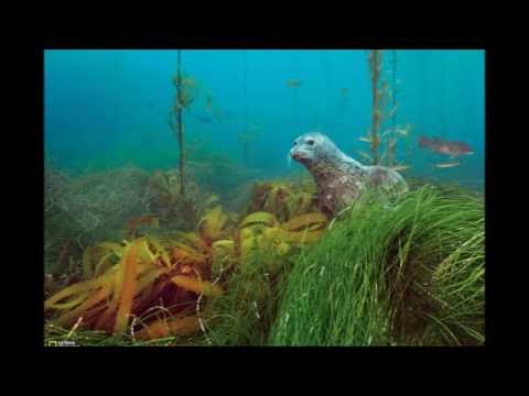 Biología Los 3 dominios de Carl Woese: Dominio Eukarya-Reino Protista ...