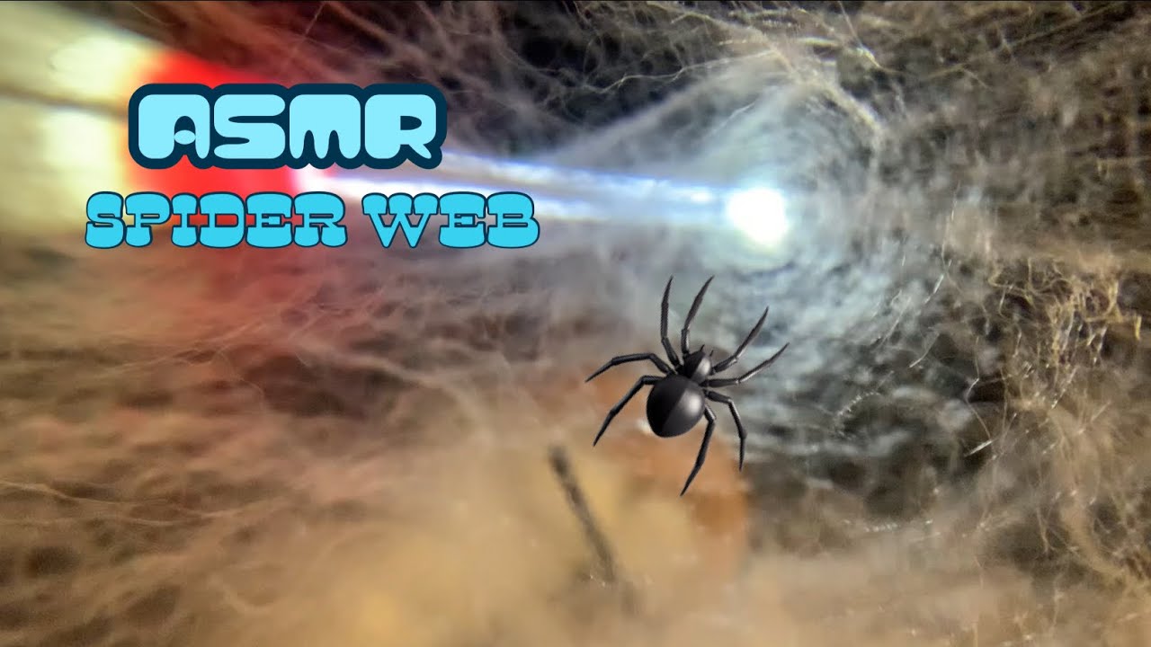 ASMR Sarang labah-labah mix echo sounds (spiderweb) - YouTube