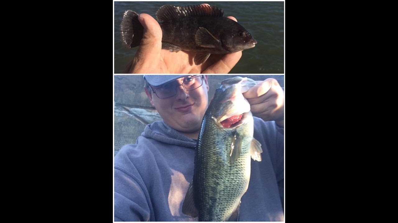 From Saltwater to Bass. - YouTube