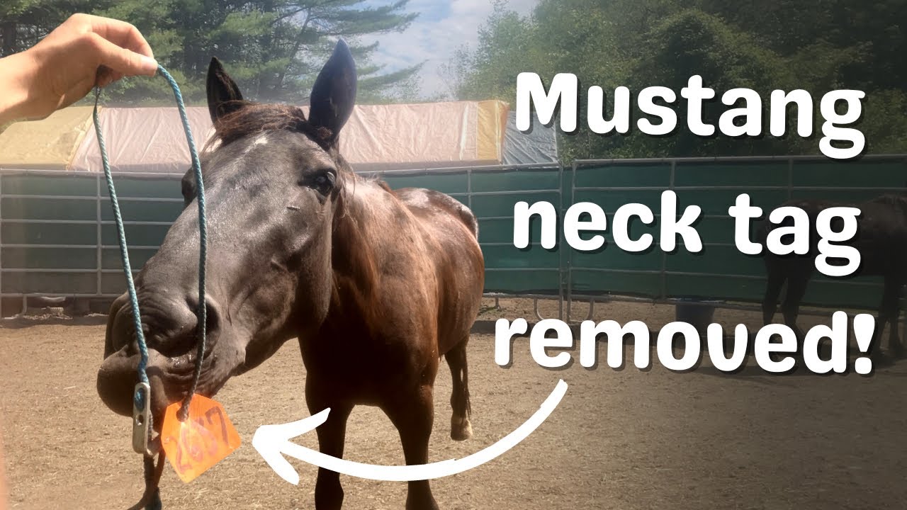 Removing Mustang Raven’s neck tag! - YouTube