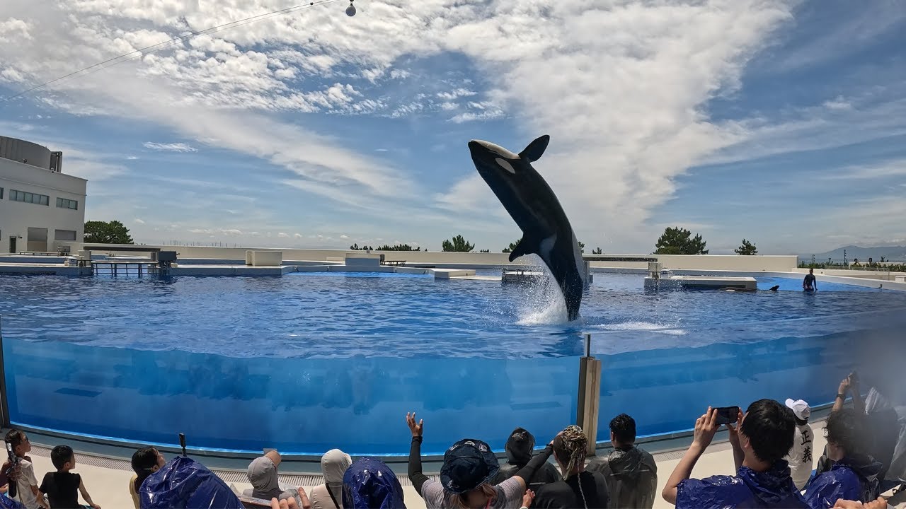 KATİL BALİNA GÖSTERİSİ - KOBE SUMA SEAWORLD [4K] - YouTube
