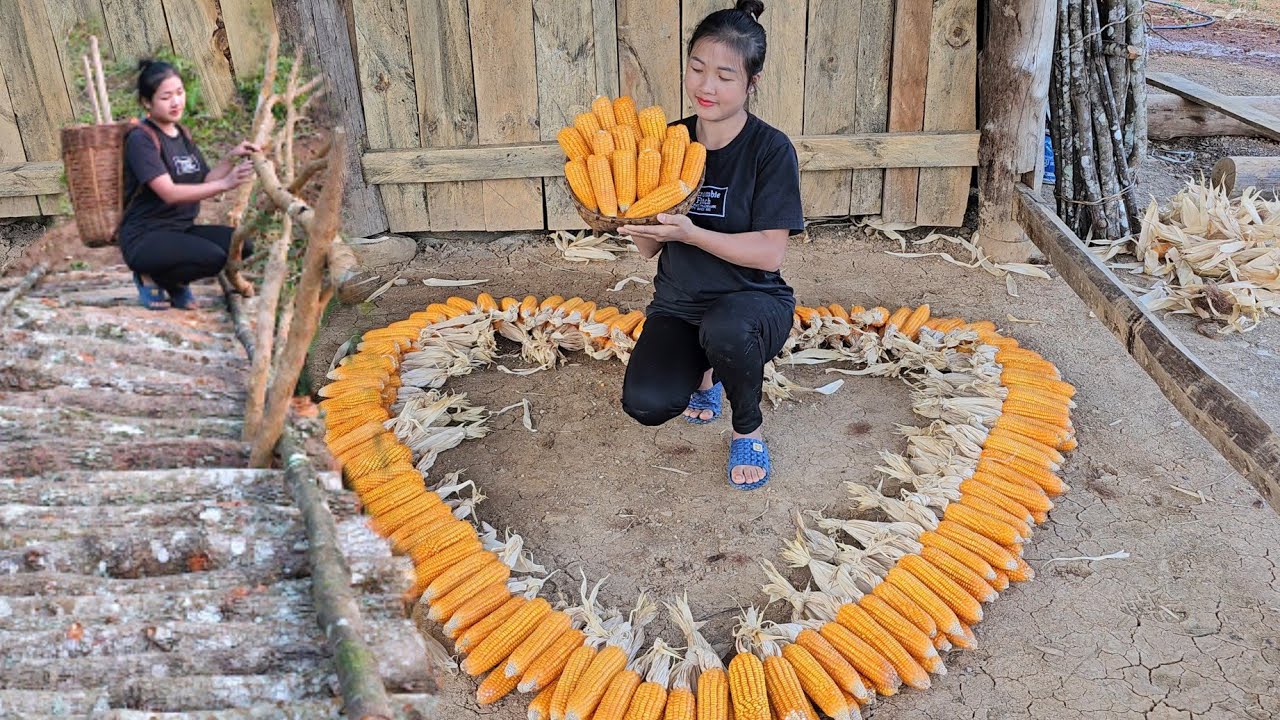 the process of building a bridge and harvesting corn for livestock feed ...
