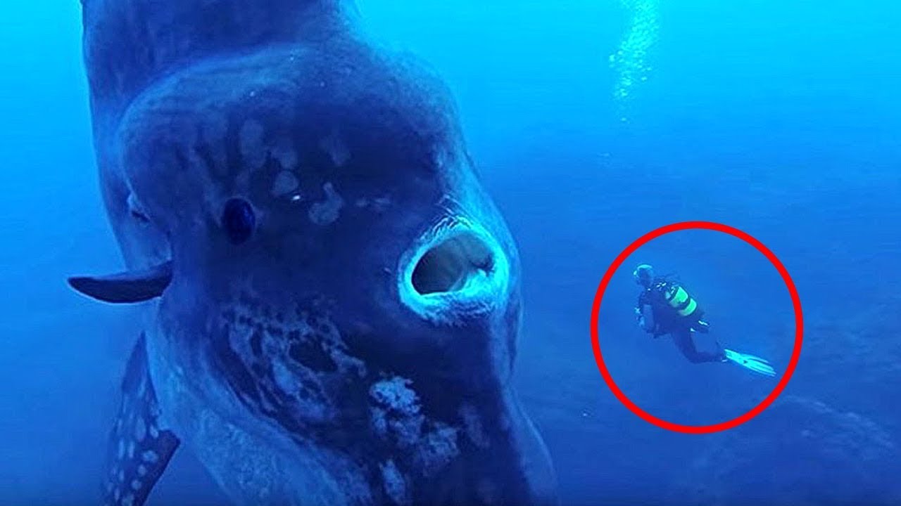 8 SCARIEST Creatures Faced By Divers! - YouTube