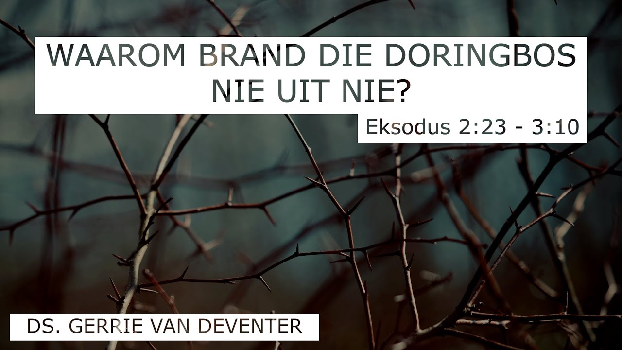 Digitale Diens: Waarom brand die doringbos nie uit nie? - 16 Mei 2021 ...