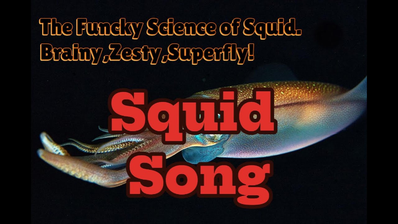 'Squid Song' The Funky Science of Squid. Fast, Brainy, Packed with ...