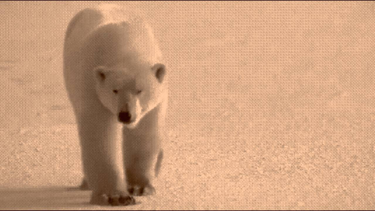 Reflex Condition - Polar Bear - YouTube