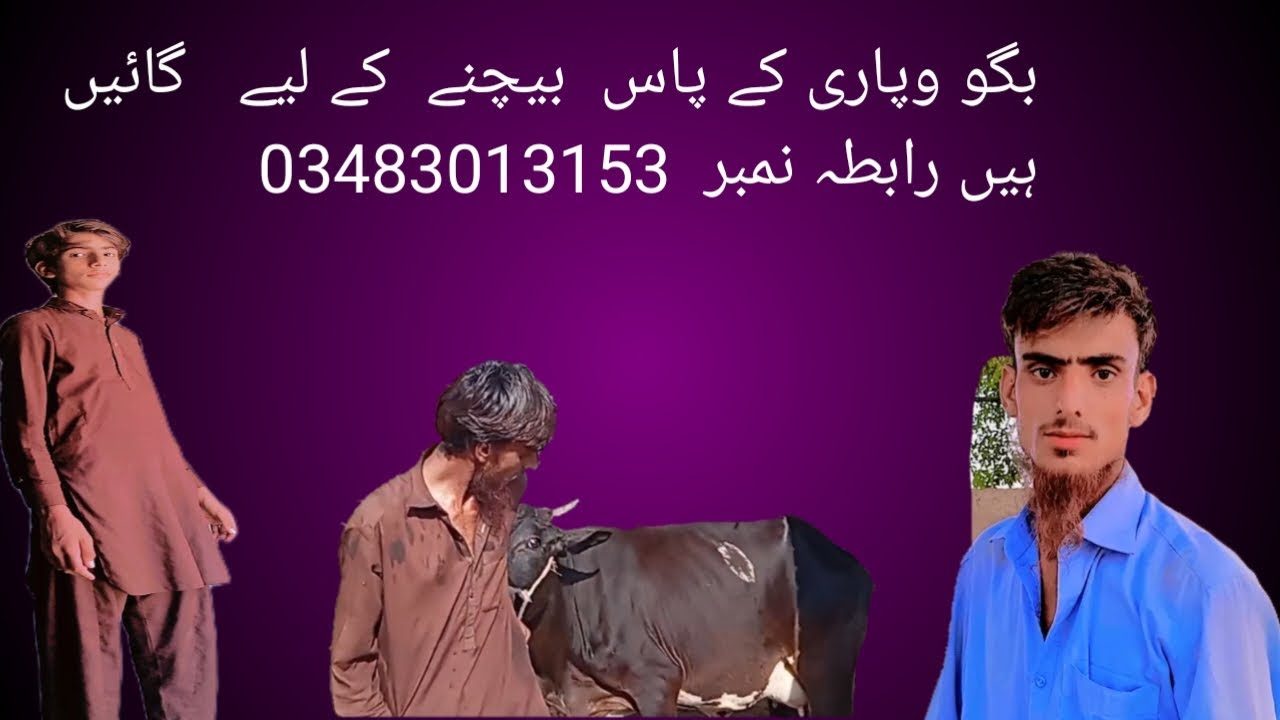 Baggu wapari k pass Mal Dangar hai - YouTube