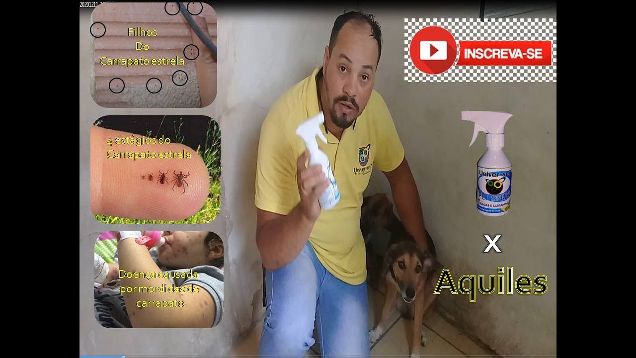 O que é bom para matar pulgas no ambiente."🐩" - YouTube