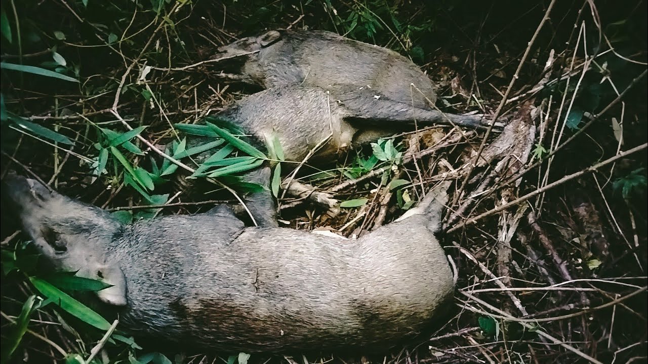 mus zov npua noj qos/16/12/2024 - YouTube