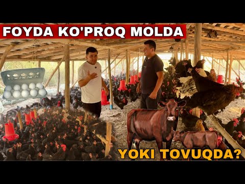 Молхонани Бузиб Ташлаб Урнига Товукхона Курдим! Андижон Кора Товуклари ва Жужалирини Бокиш Сирлари