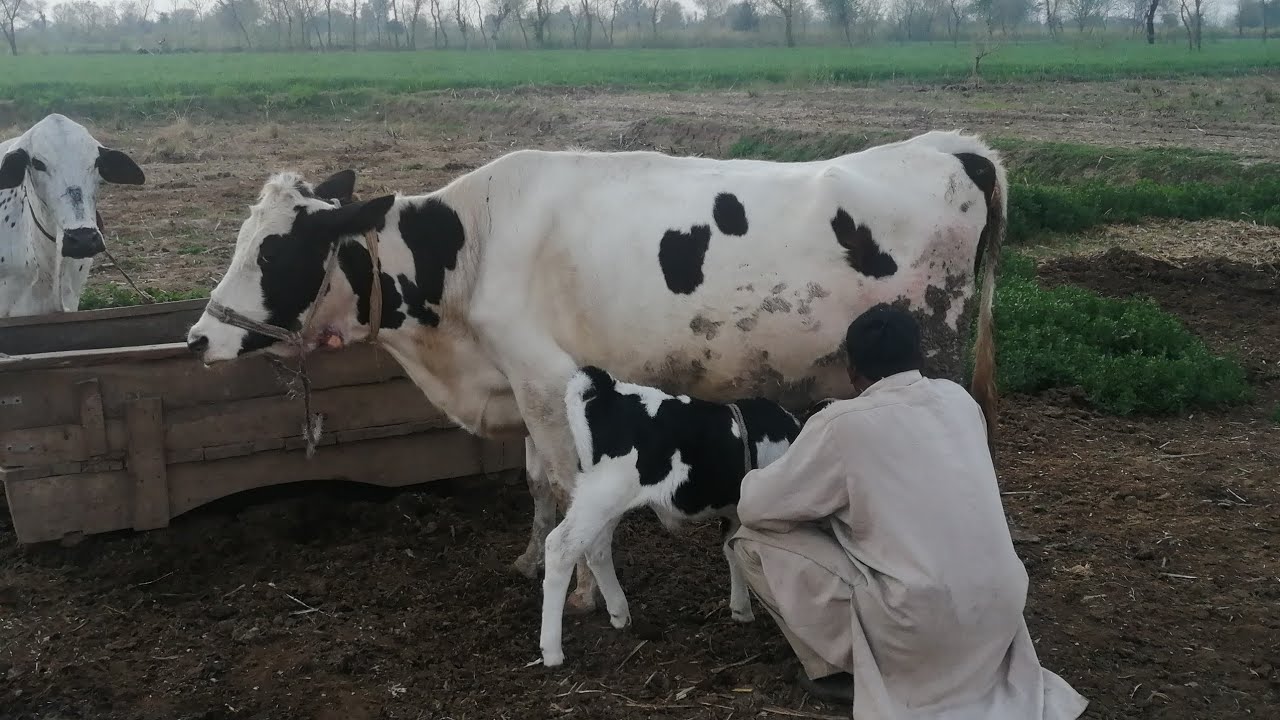 Beautifull Hf cow and calf - YouTube