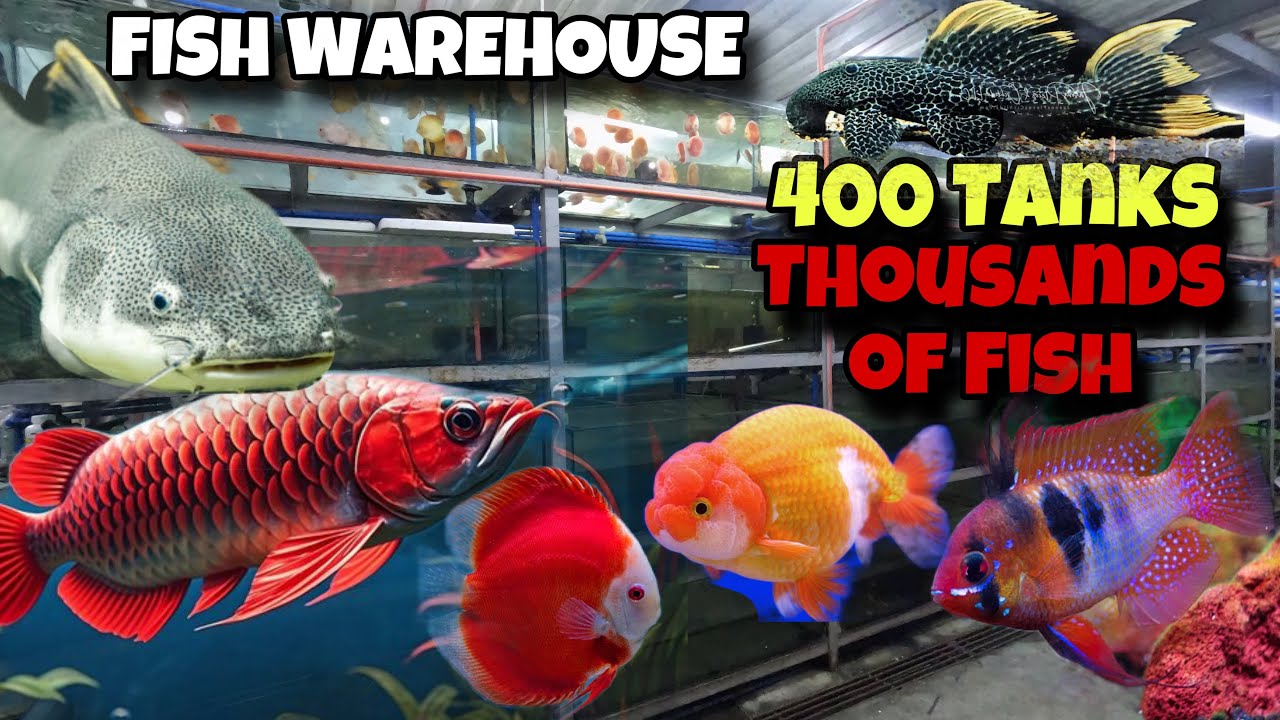 FISH WAREHOUSE!! 400 TANKS!! THOUSANDS OF FISH!!RARE at IMPORT NAKALAT ...