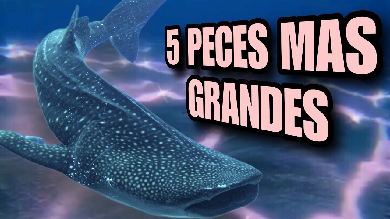 Top 5 peces más grandes del mundo | Datos -JM - YouTube