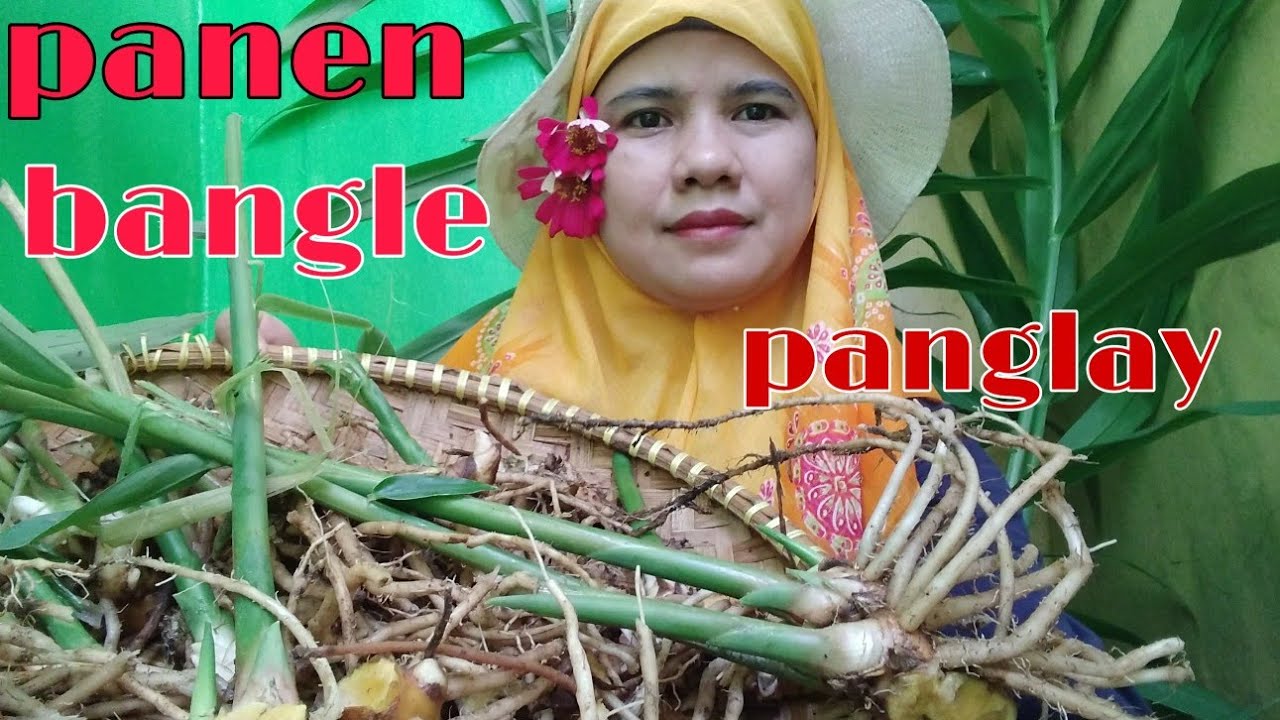 PANEN RIMPANG BANGLE /PANGLAY - YouTube