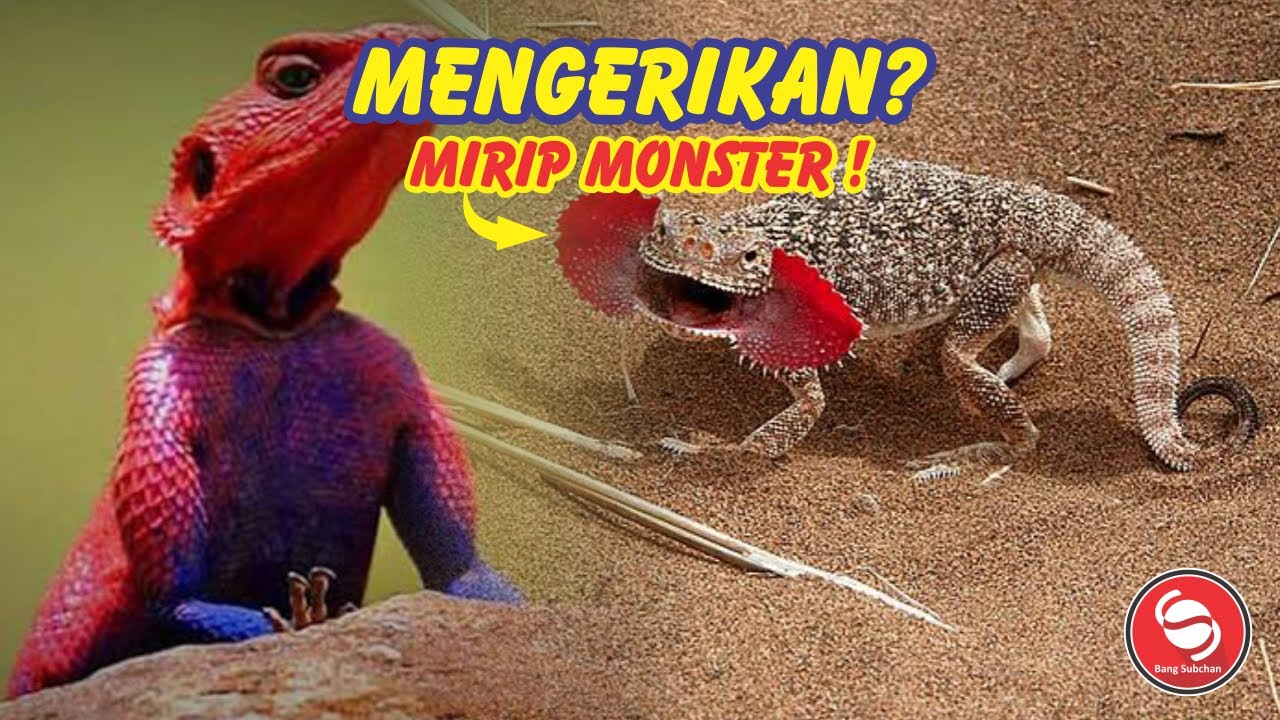 Berbahaya! 10 Kadal Monster Terunik di Dunia, Hindarilah Hewan Paling ...