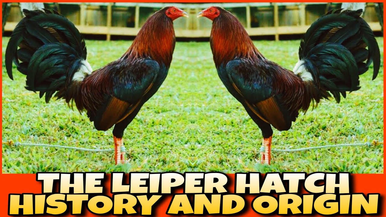 THE HISTORY AND ORIGIN OF LEIPER HATCH CHICKEN - YouTube